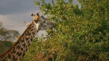La vie secrète des animaux | ICI TOU.TV