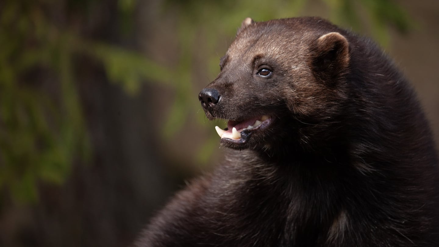 Le glouton, féroce prédateur du nord | Films | ICI TOU.TV