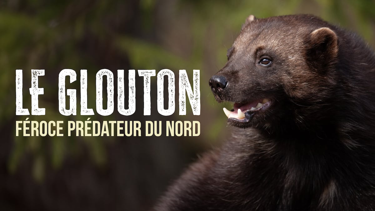 Le glouton, féroce prédateur du nord | Films | ICI TOU.TV