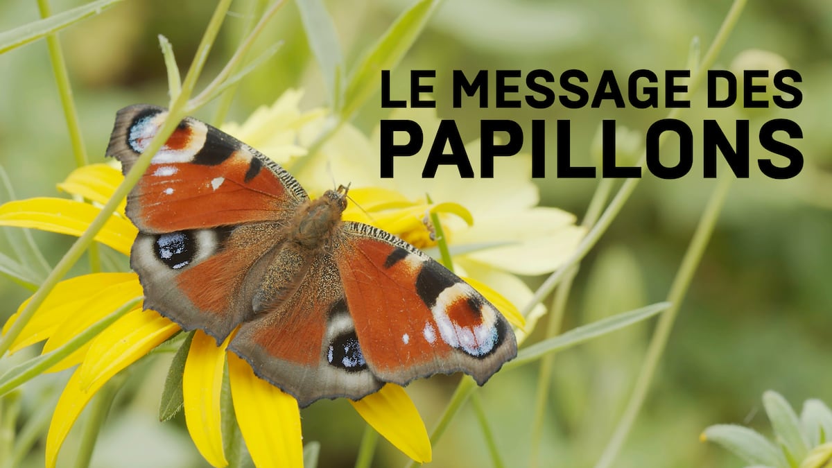 Le message des papillons | Films | ICI TOU.TV