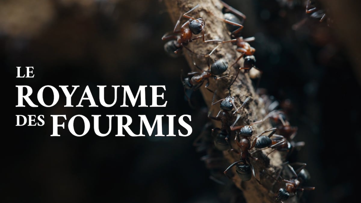 Le royaume des fourmis | Films | ICI TOU.TV