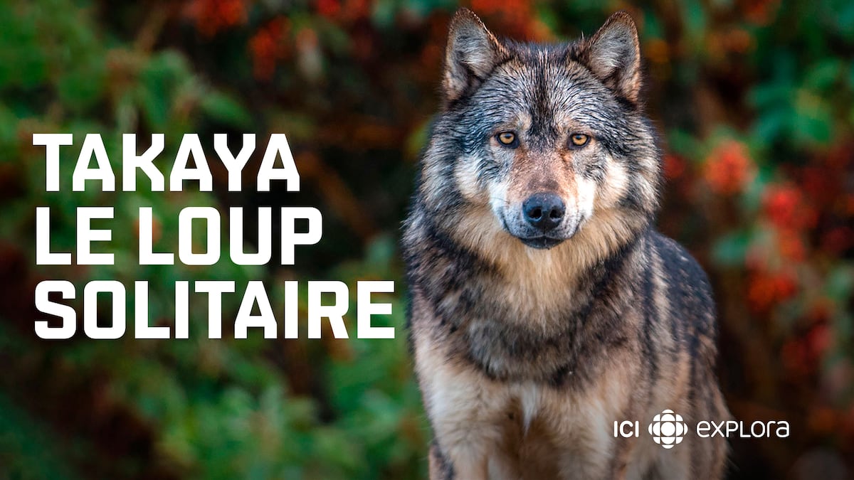 Takaya le loup solitaire | Saison 1 | ICI TOU.TV